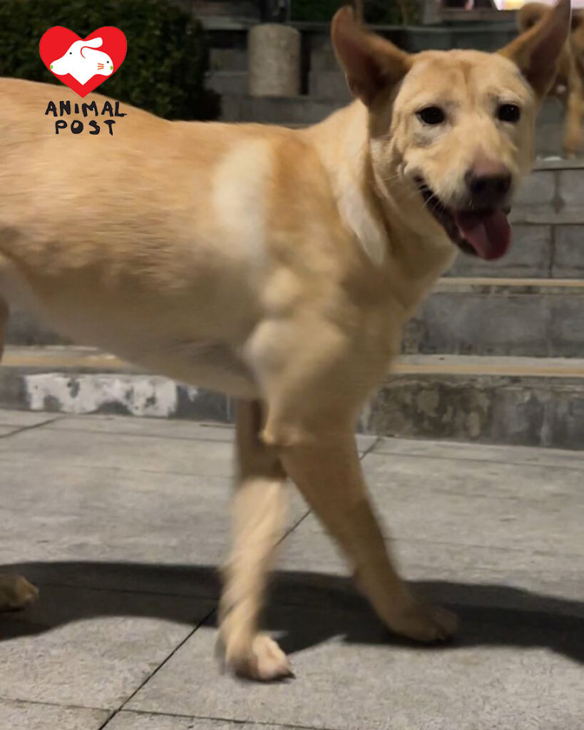 義工從漁護署救出狗媽媽 將安排和子女團聚 - 香港動物報 Hong Kong Animal Post