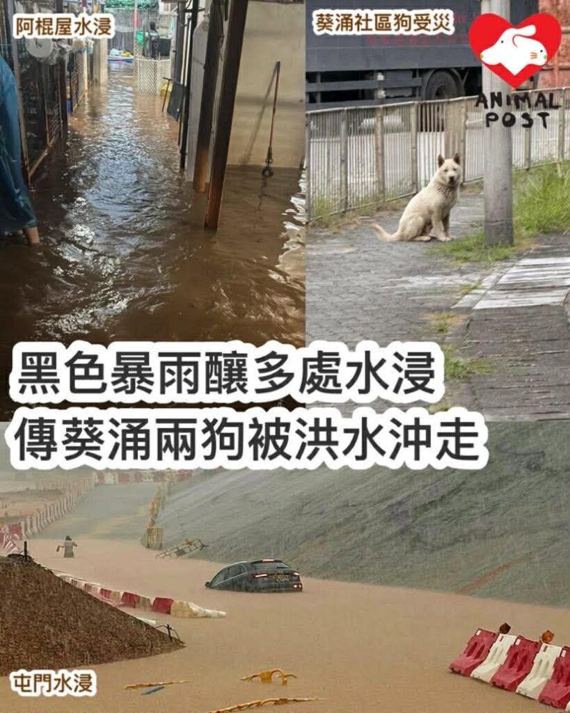 黑色暴雨釀多處水浸 傳葵涌兩狗被洪水沖走 - 香港動物報 Hong Kong Animal Post