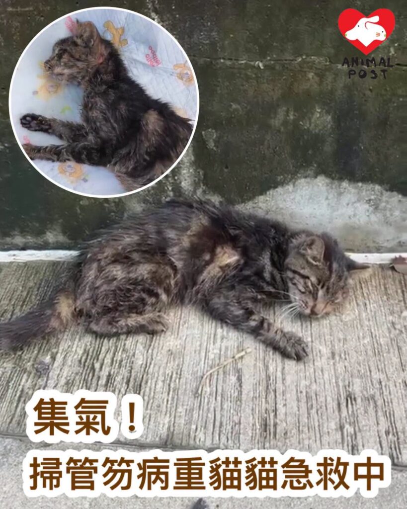 集氣祝福！掃管笏病重貓貓躺街邊 嚴重脫水情況不樂觀 - 香港動物報 Hong Kong Animal Post